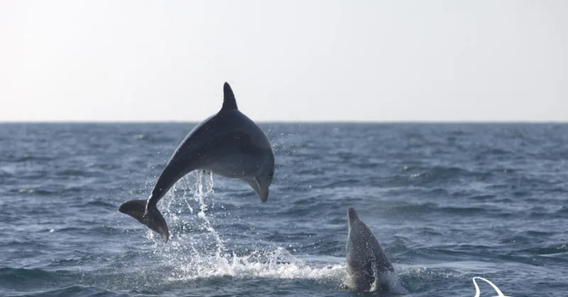 Delfini snimljeni u zimskom obilasku Jadrana: Ovako se igraju majke i ...