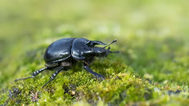 Njemačka, Austrija i Švicarska izabrale bubu bika za insekta godine ...