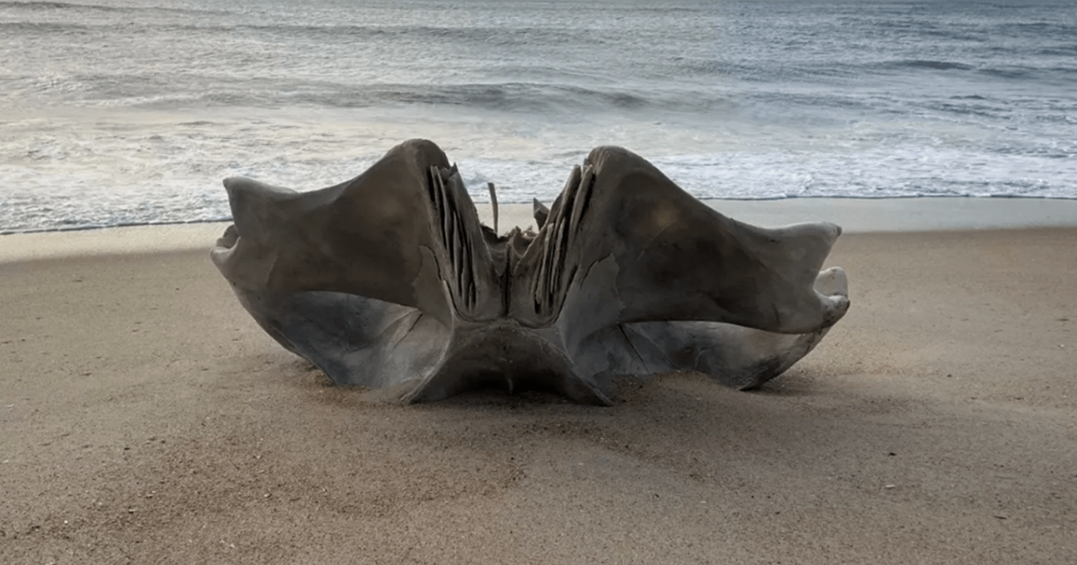 Na plaži osvanula misteriozna masivna lobanja, stručnjaci upozoravaju ...