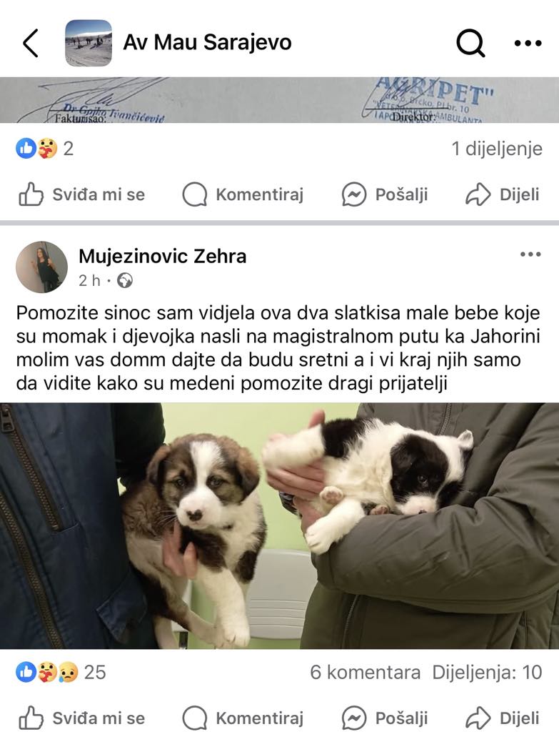 Samo kamen ne bi zaplakao: Dva psića nađena na putu ka Jahorini, pomozite